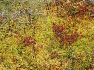 Nationalpark Store Mosse in Smaland - Schweden